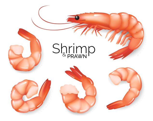 Shrimp popular food like real isolated Royalty Free Vector