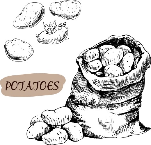 Potato drawing isolated hand drawn Royalty Free Vector Image