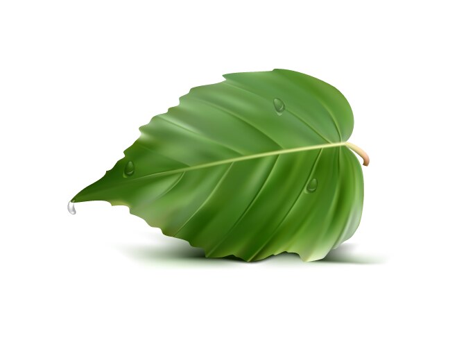 Leave Vector Images (over 680,000)