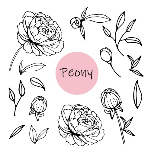Peony Vector Images (over 32,000)