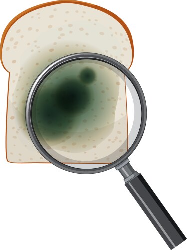 Structure and physiology of bread mold Royalty Free Vector