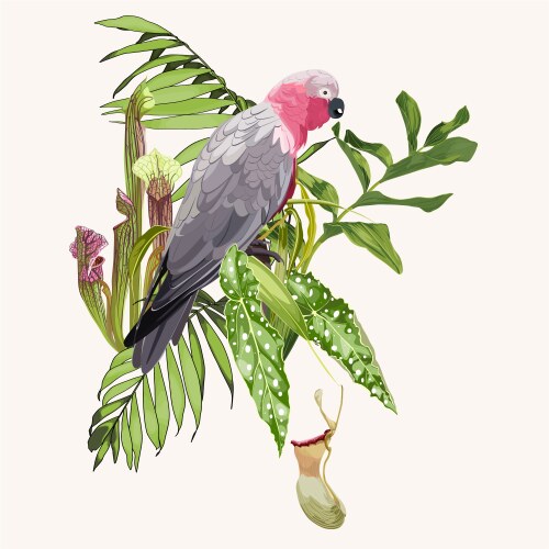 Border Template Parrot Vector Images (over 160)