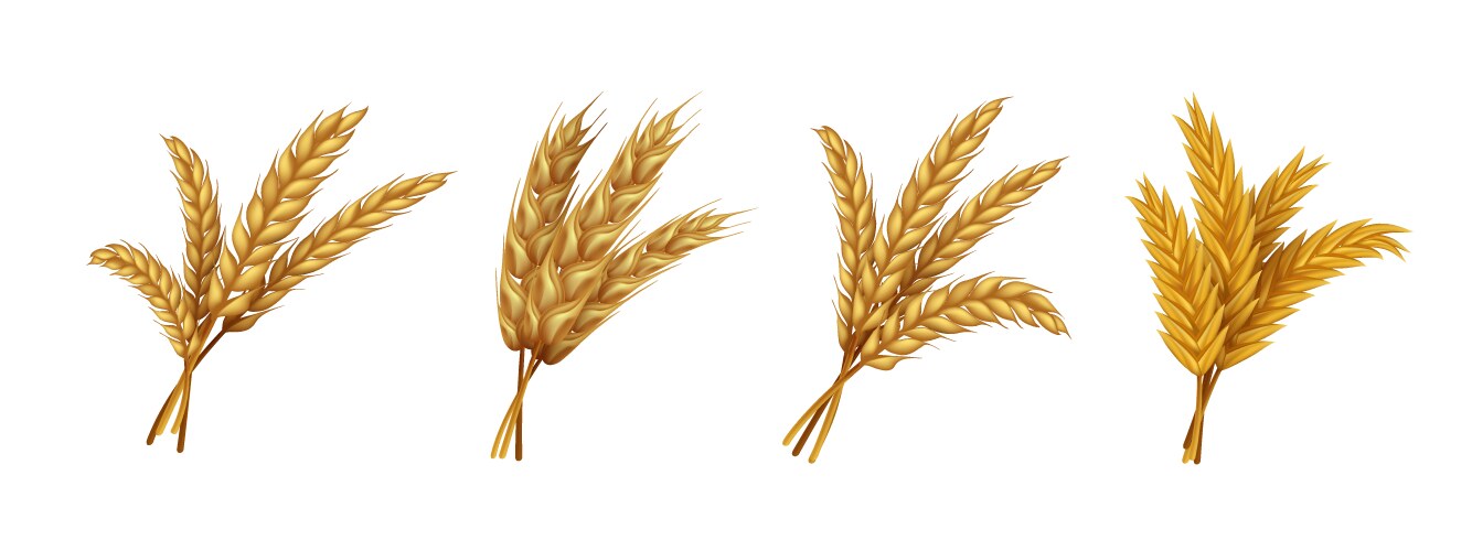 Single Wheat Grain Vector Images (over 710)