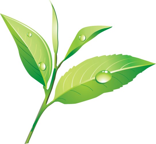 Realistic green tea leaves with drops isolated Vector Image