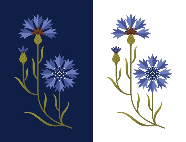 Cornflower Vector Images (over 4,100)