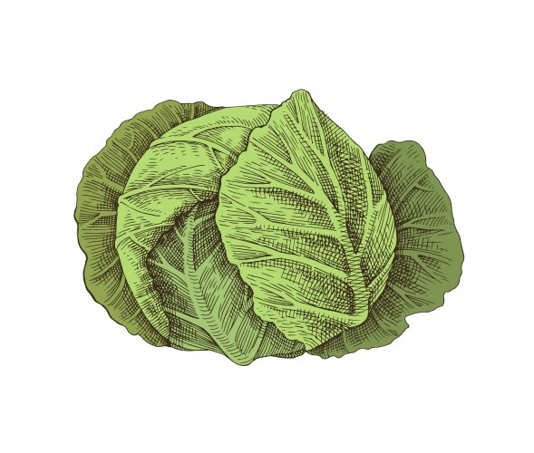 Realistic cabbage vegetable Royalty Free Vector Image