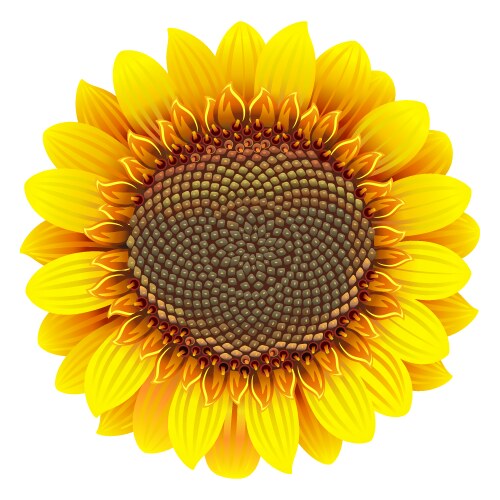 Sunflower Vector Images (over 45,000)