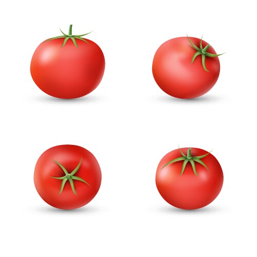 Tomato herbs realistic composition Royalty Free Vector Image