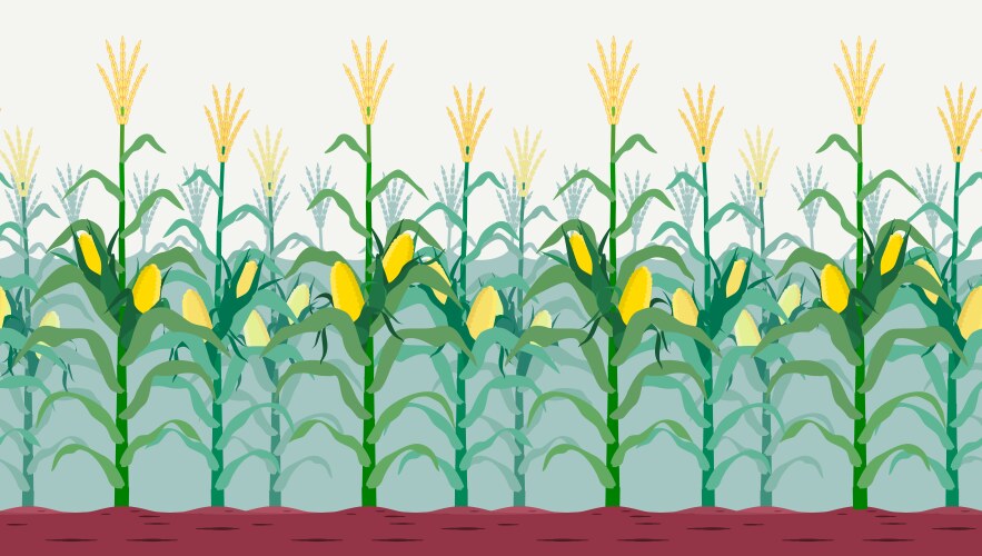Cornfield with wooden road pointers plant stems Vector Image