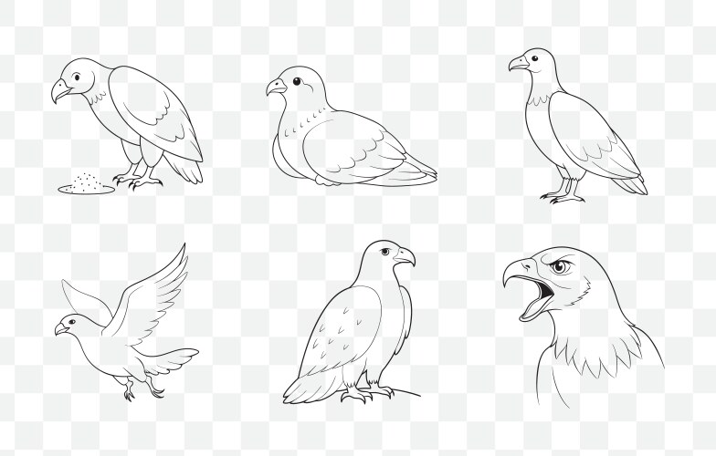 Buzzard Vector Images (over 580)