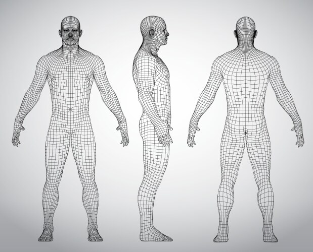 Human body 3d polygonal wireframe blueprint Vector Image