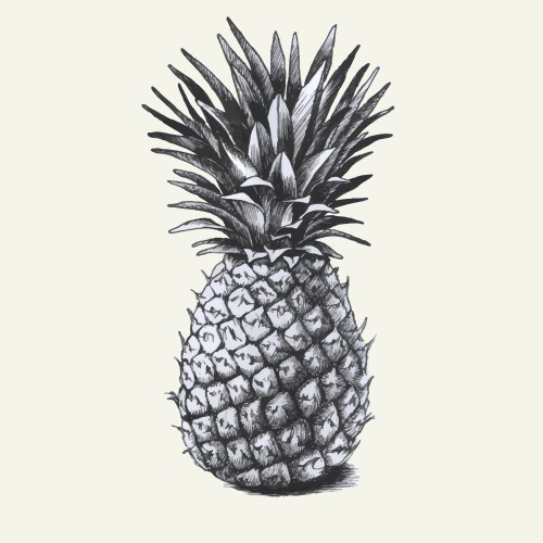Pineapple Vector Images (over 55,000)