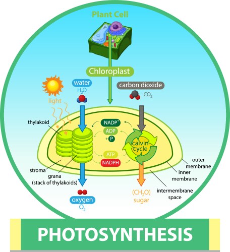 Chloroplast photosynthesis infographic elements Vector Image