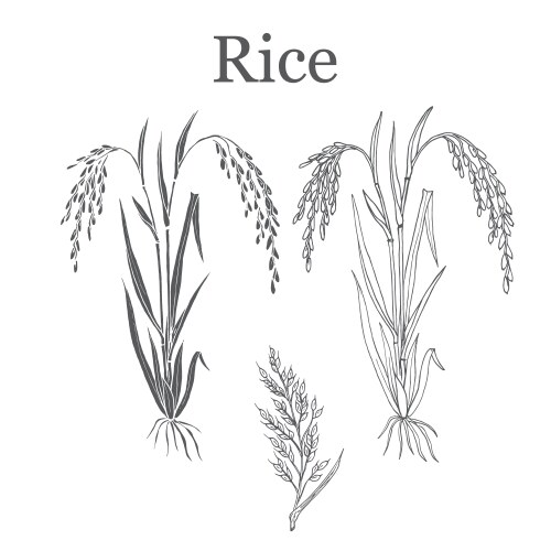 Rice Plant Vector Images (over 18,000)