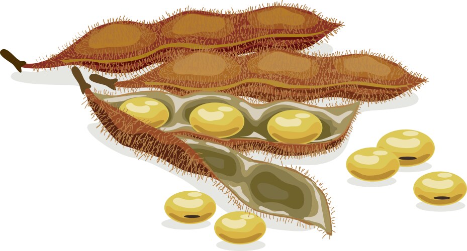 Soybean Vector Images (over 6,700)