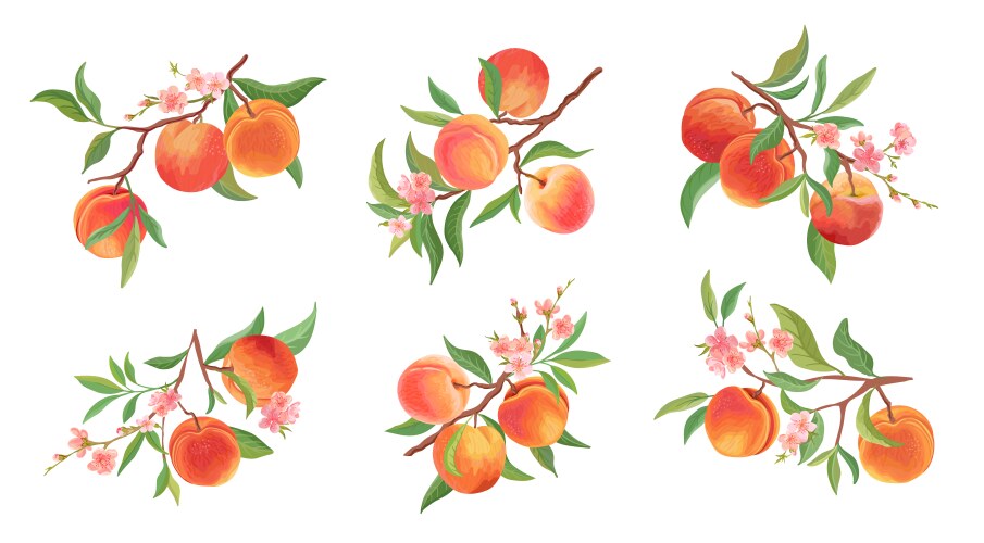 Peach Vector Images (over 38,000)