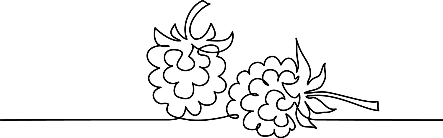 Hand drawn doodle blackberry or raspberry Vector Image