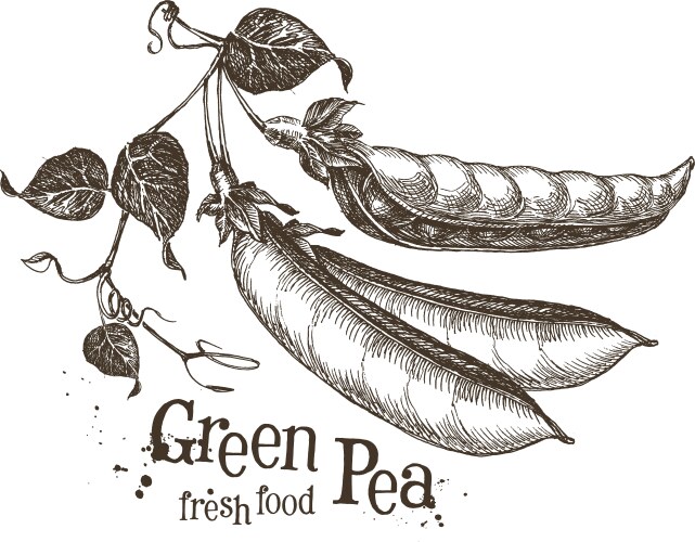 Pea Logo PEA Logo & Brand Assets (SVG, PNG And Vector) Brandfetch