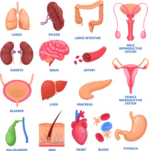 Human anatomy internal organs layout Royalty Free Vector