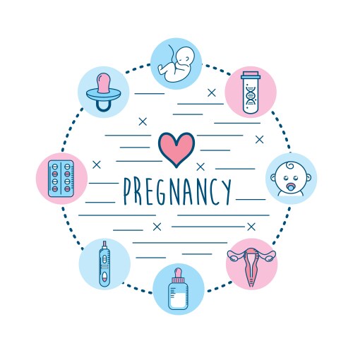 Reproduction process human infographic Royalty Free Vector