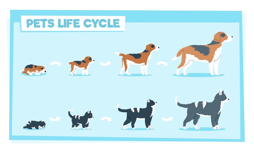 Cat Life Cycle Vector Images (95)