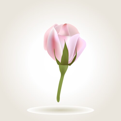 Pink rose flower Royalty Free Vector Image - VectorStock