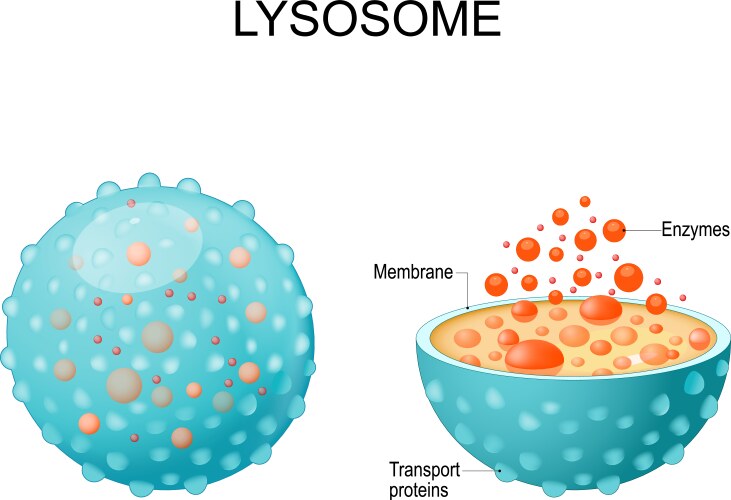 Membrane proteins Royalty Free Vector Image - VectorStock