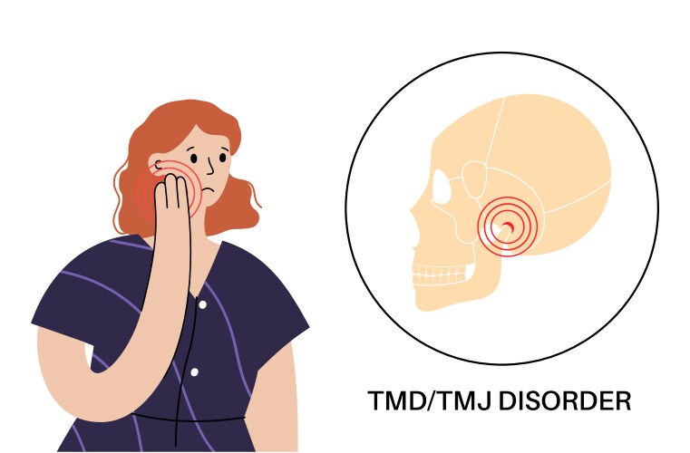 Temporomandibular Joint Anatomy Royalty Free Vector Image