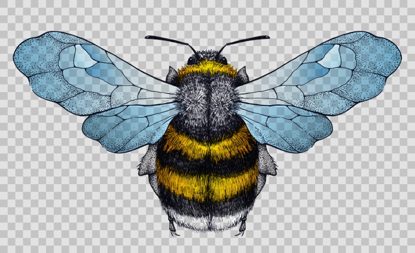 Honey Bee Transparent Background Vector Images (over 1,000)