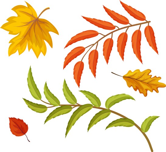 Sprig with green leaves Royalty Free Vector Image