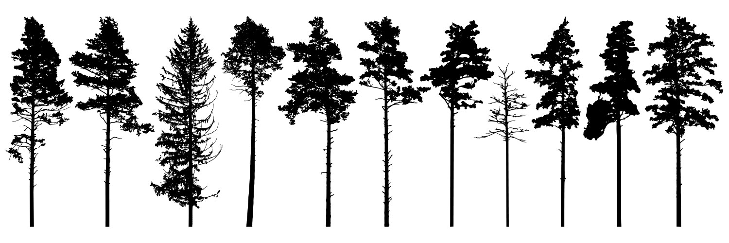 Tall Pine Tree Silhouette Vector Images (over 590)