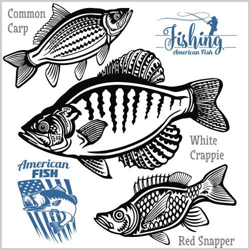 Common Carp Vector Images (over 450)