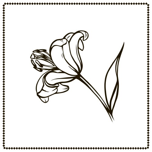 Black and white of a lily flower Royalty Free Vector Image