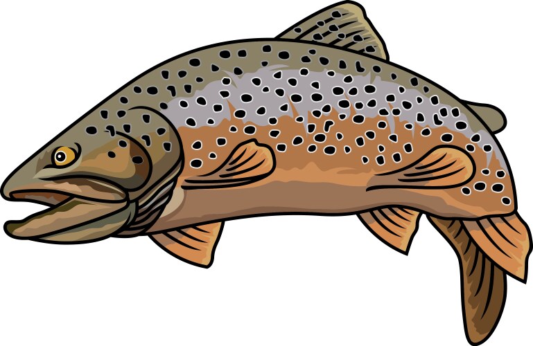Trout fishing Royalty Free Vector Image - VectorStock