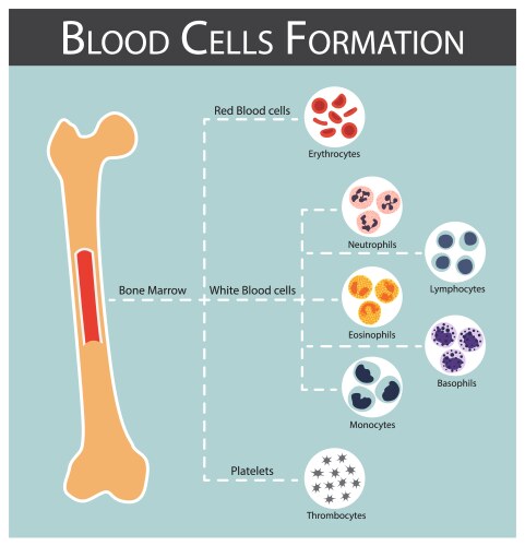Erythropoiesis the development of red blood cell Vector Image