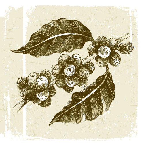 Hand drawn coffee tree branch Royalty Free Vector Image