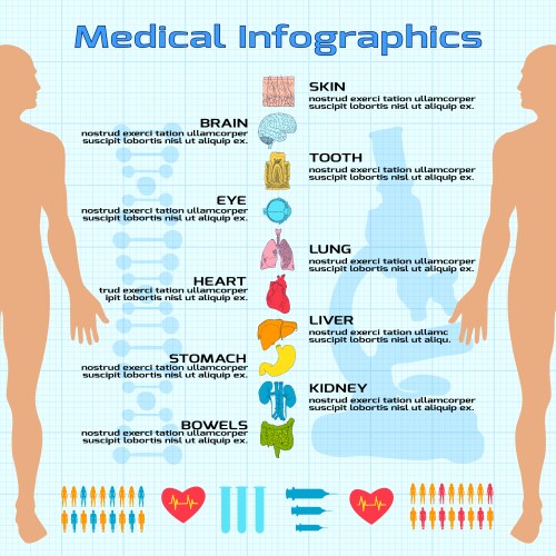 Human body medical demographic Royalty Free Vector Image