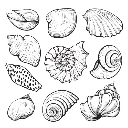 Shell Outline Vector Images (over 21,000)