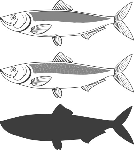 Herring fish pacific sardine Royalty Free Vector Image