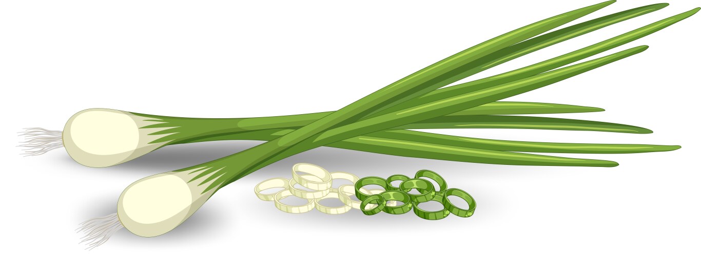 Spring Onion Vector Images (over 2,900)