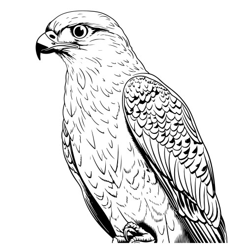 Drawing of a falcon face on white Royalty Free Vector Image