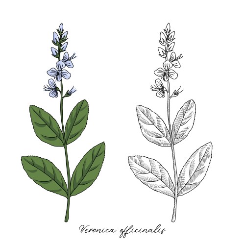 Drawing medicinal plants Royalty Free Vector Image