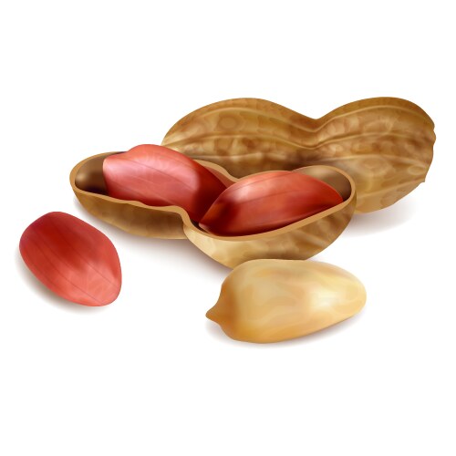 Peanuts in Shell Vector Images (over 2,800)