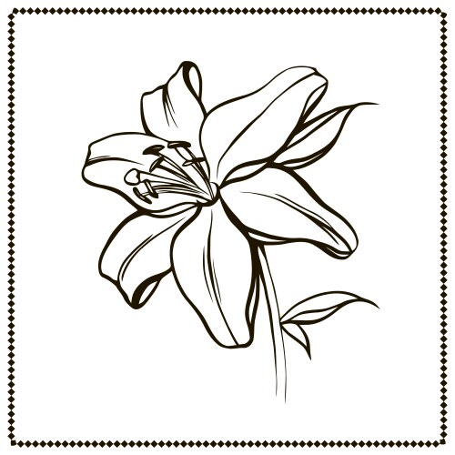 Beautiful lily flower close-up side view Vector Image