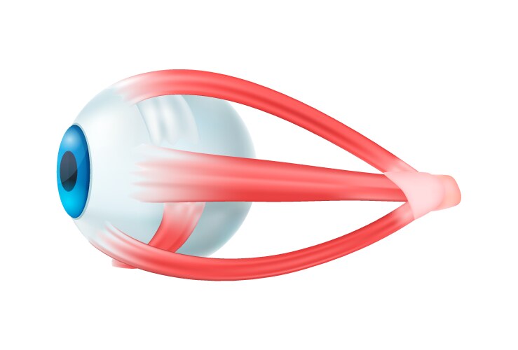 Realistic human bowel composition Royalty Free Vector Image