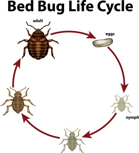 Diagram showing life cycle cockroach Royalty Free Vector