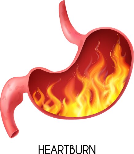 Realistic stomach Royalty Free Vector Image - VectorStock