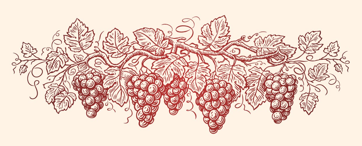 Grapes Vineyard Vector Images (over 20,000)