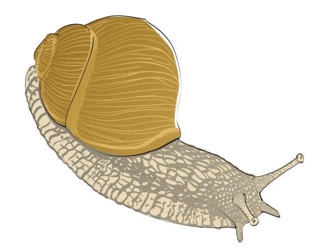 Snail Vector Images (over 43,000)