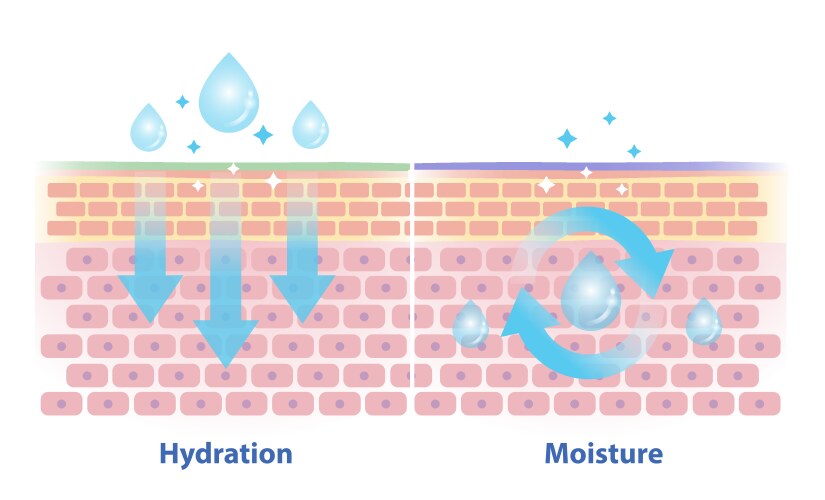 Comparison of hydration and moisture Royalty Free Vector